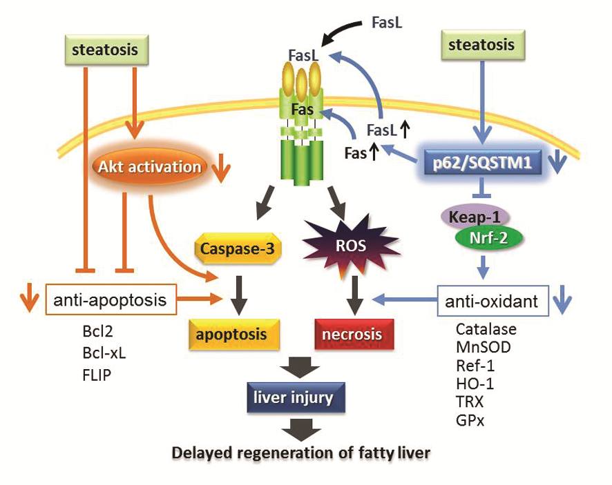 Liver fatty metamorphosis and injury – Liver, Stress & Imaging Laboratory